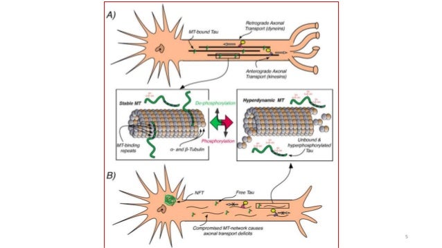 Tauopathy and its therapeutic targets