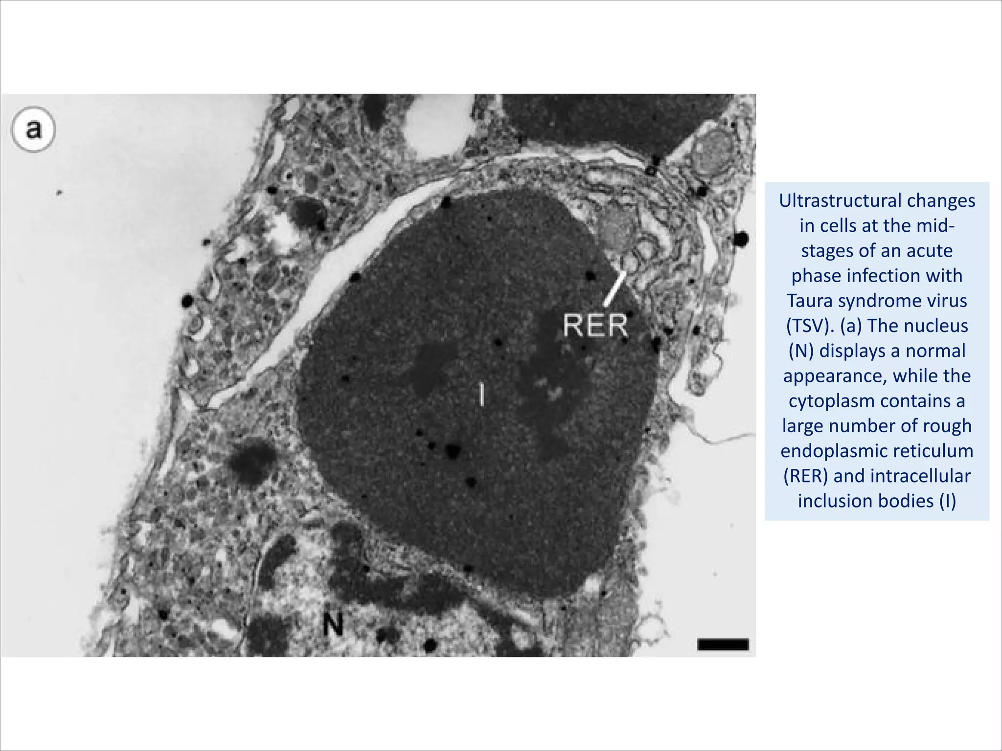 Taura syndrome virus (TSV) | PDF