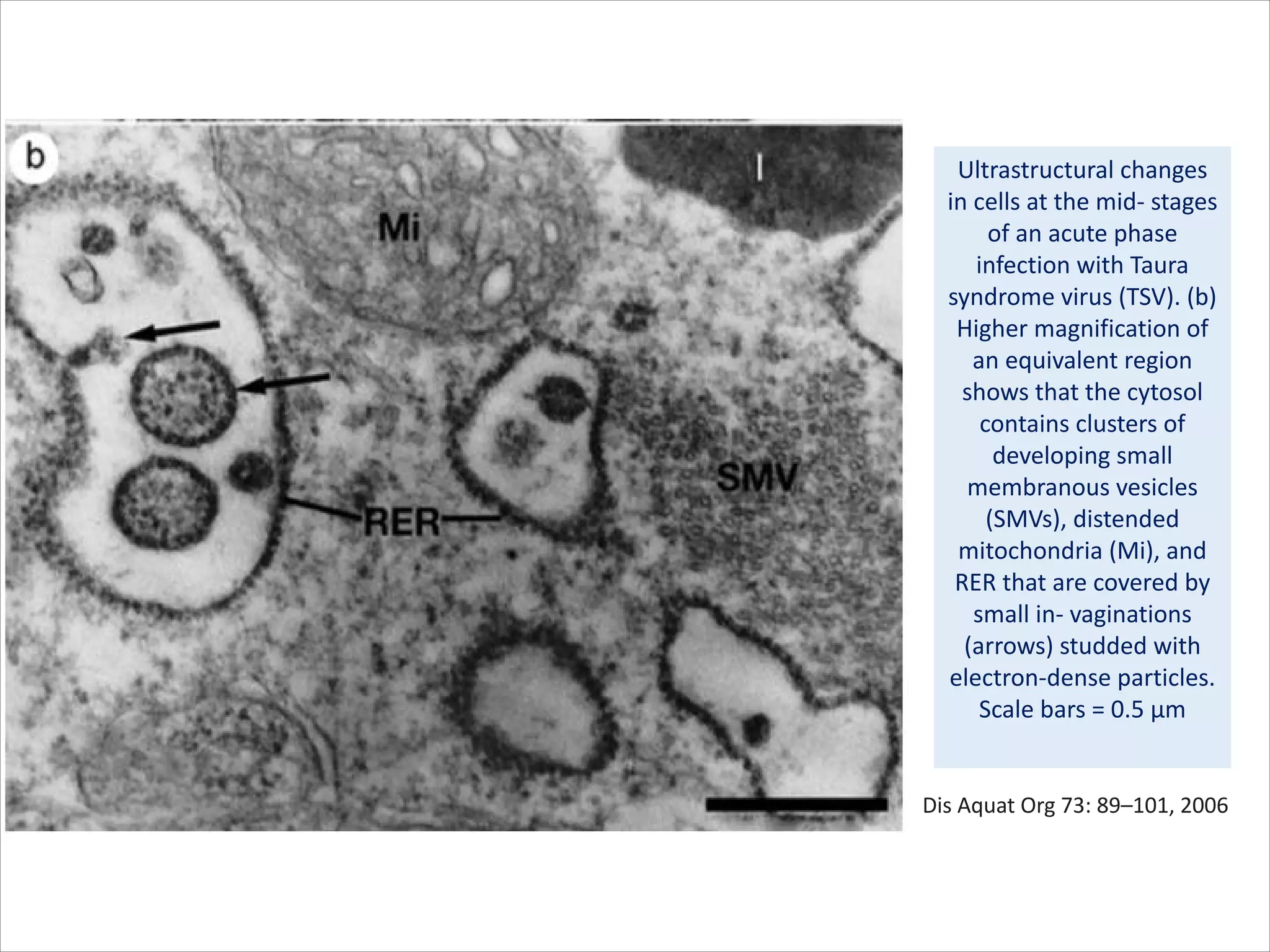 Taura syndrome virus (TSV) | PDF