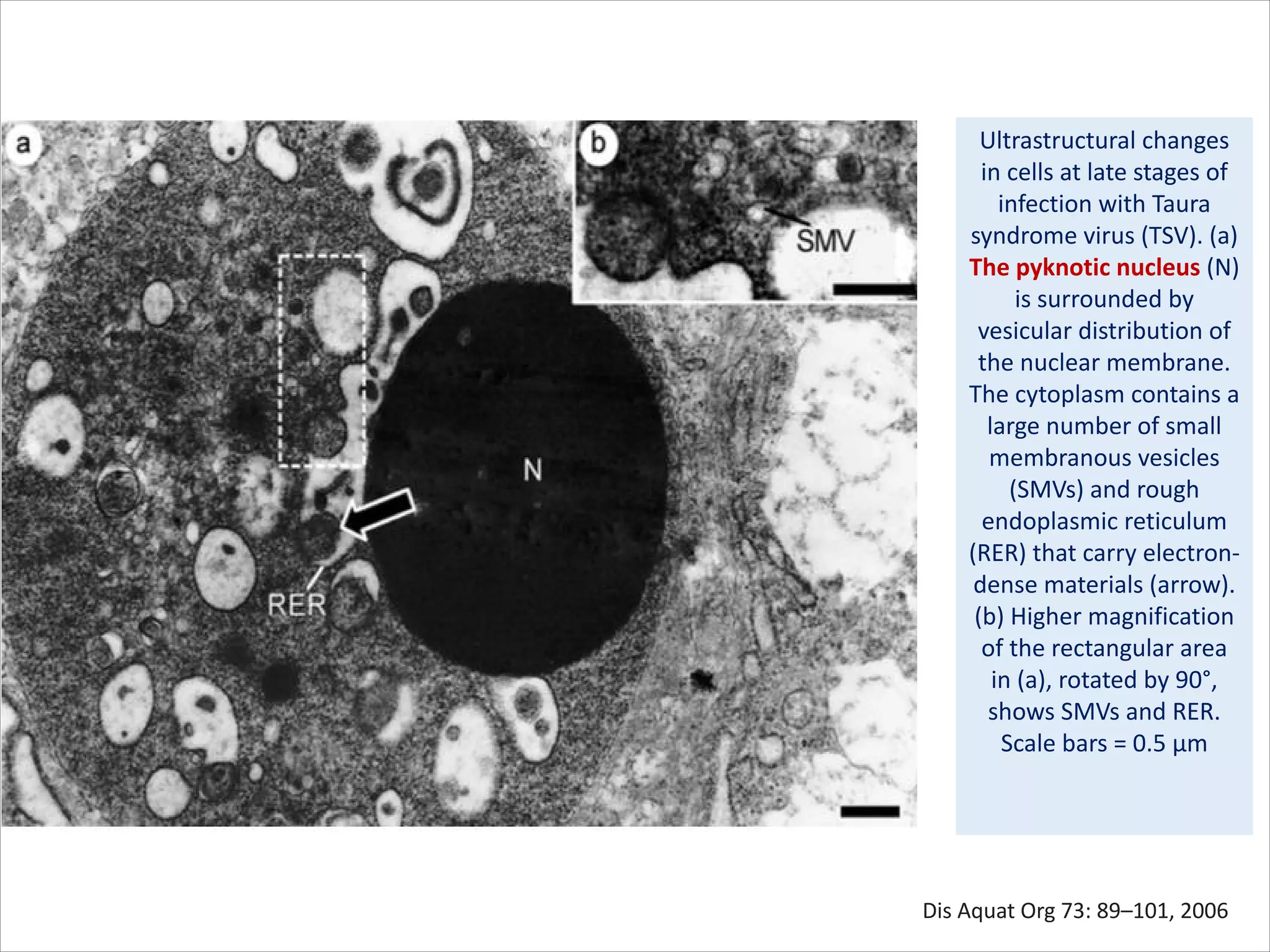 Taura syndrome virus (TSV) | PDF