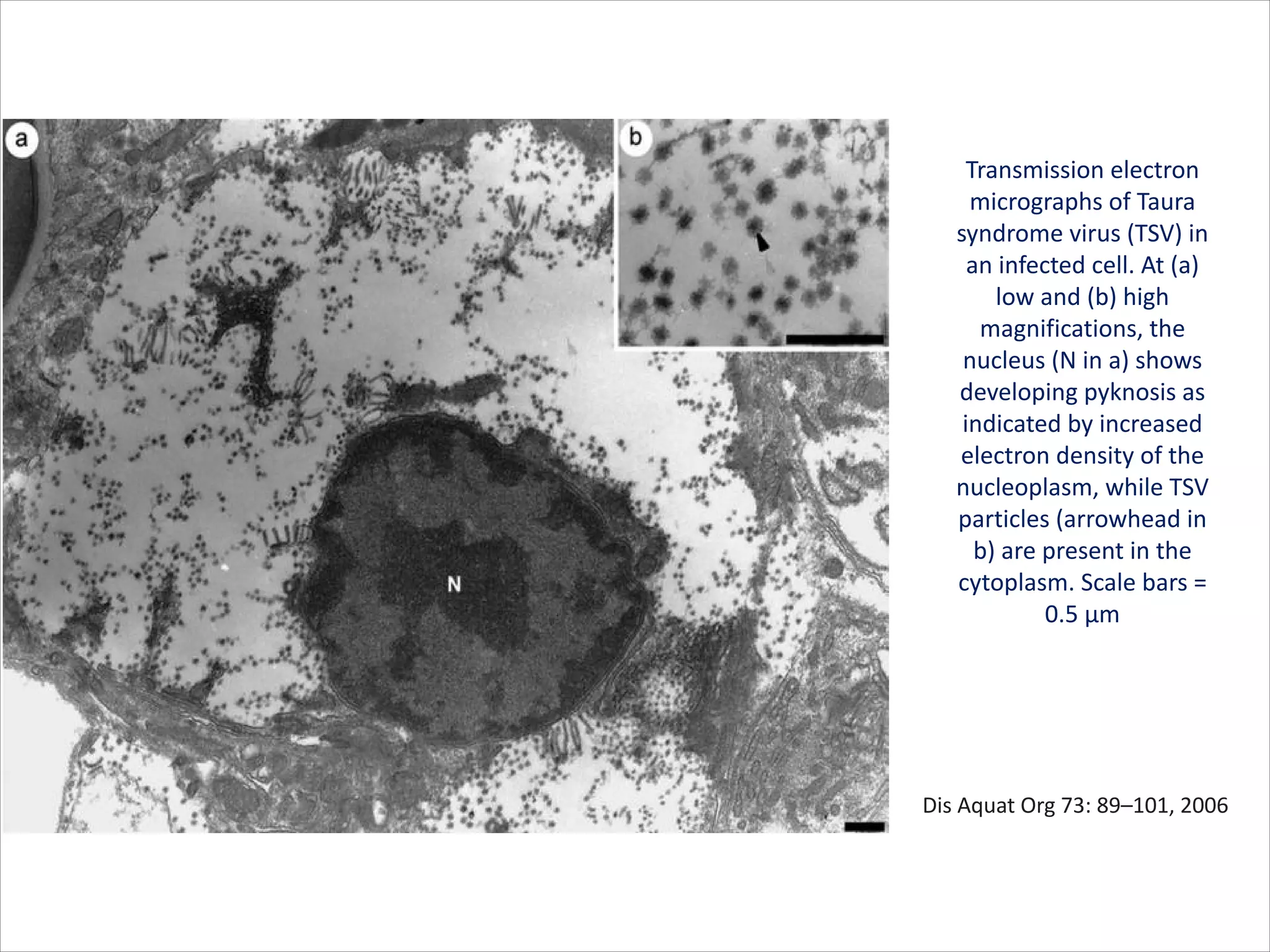 Taura syndrome virus (TSV) | PDF