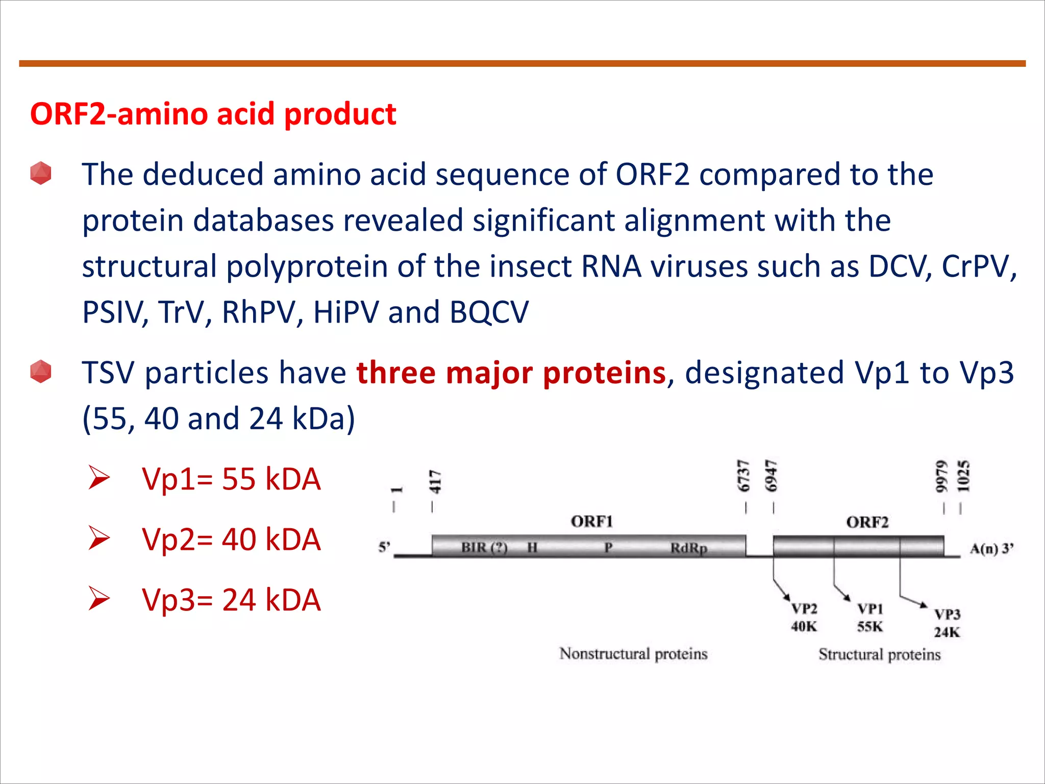 Taura syndrome virus (TSV) | PDF