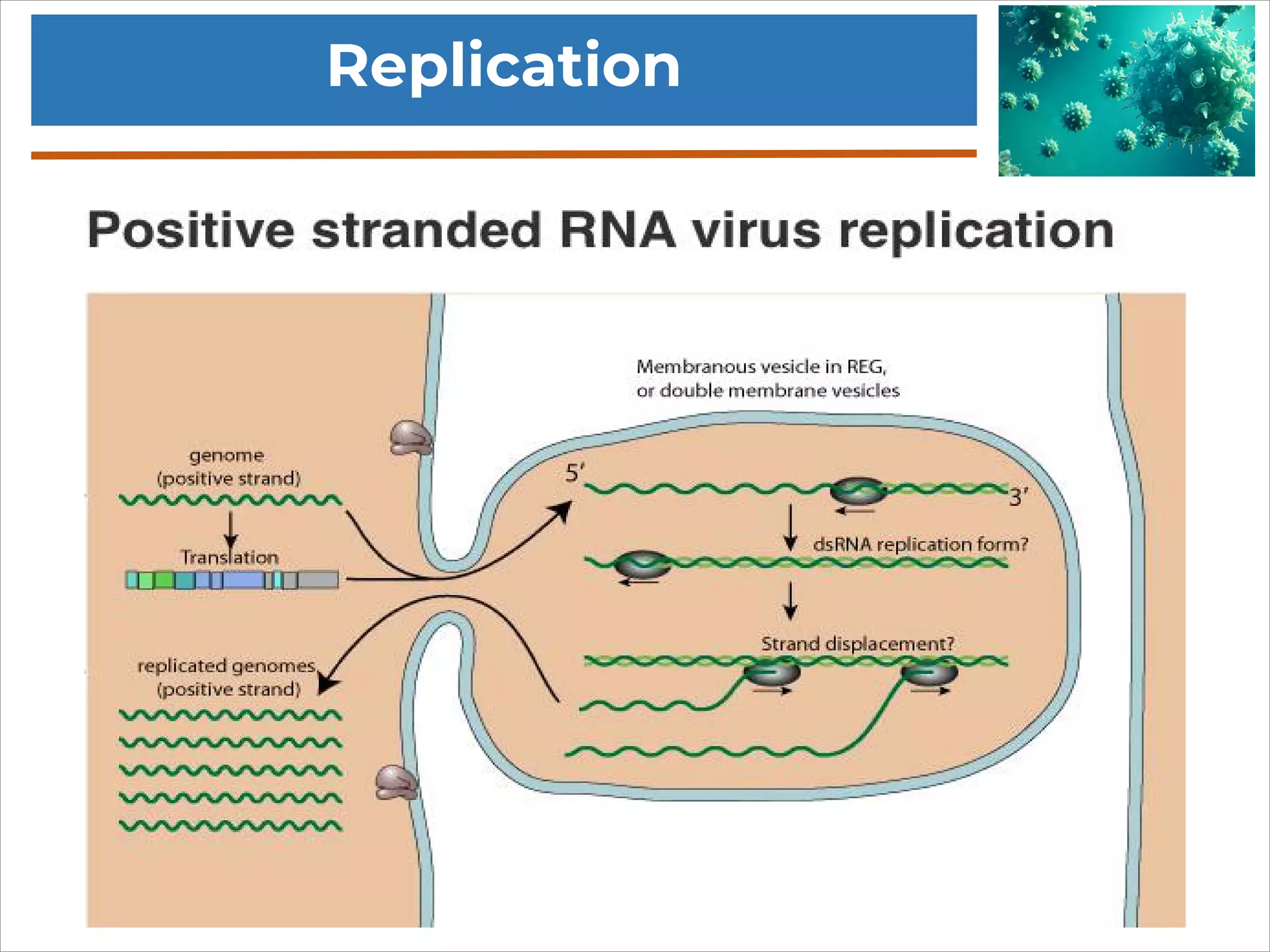 Taura syndrome virus (TSV) | PDF