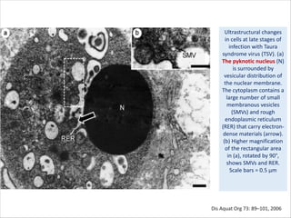 Taura syndrome virus (TSV) | PDF