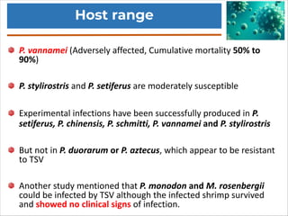 Taura syndrome virus (TSV) | PDF