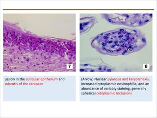 Taura syndrome virus (TSV) | PDF