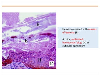 Taura syndrome virus (TSV) | PDF
