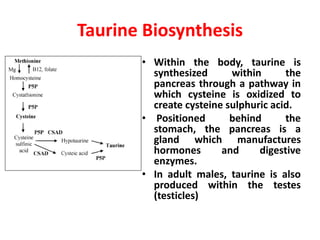 Taurine | PDF