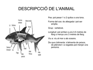 Tauró lara i minerva | PPT