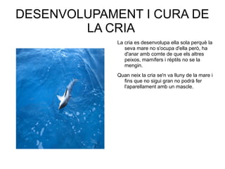 Tauró lara i minerva | ODP