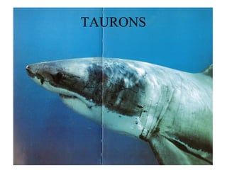 Taurons | PPT