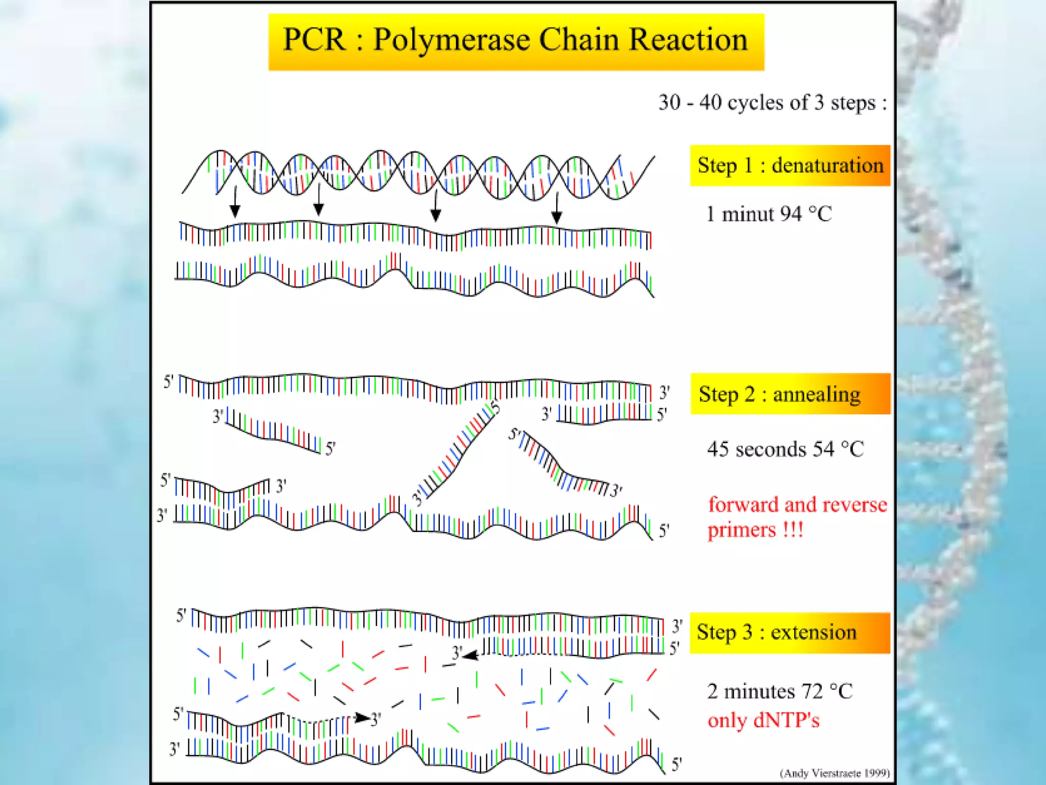 Polymerase Chain Reaction Rt Pcr – PPWBP