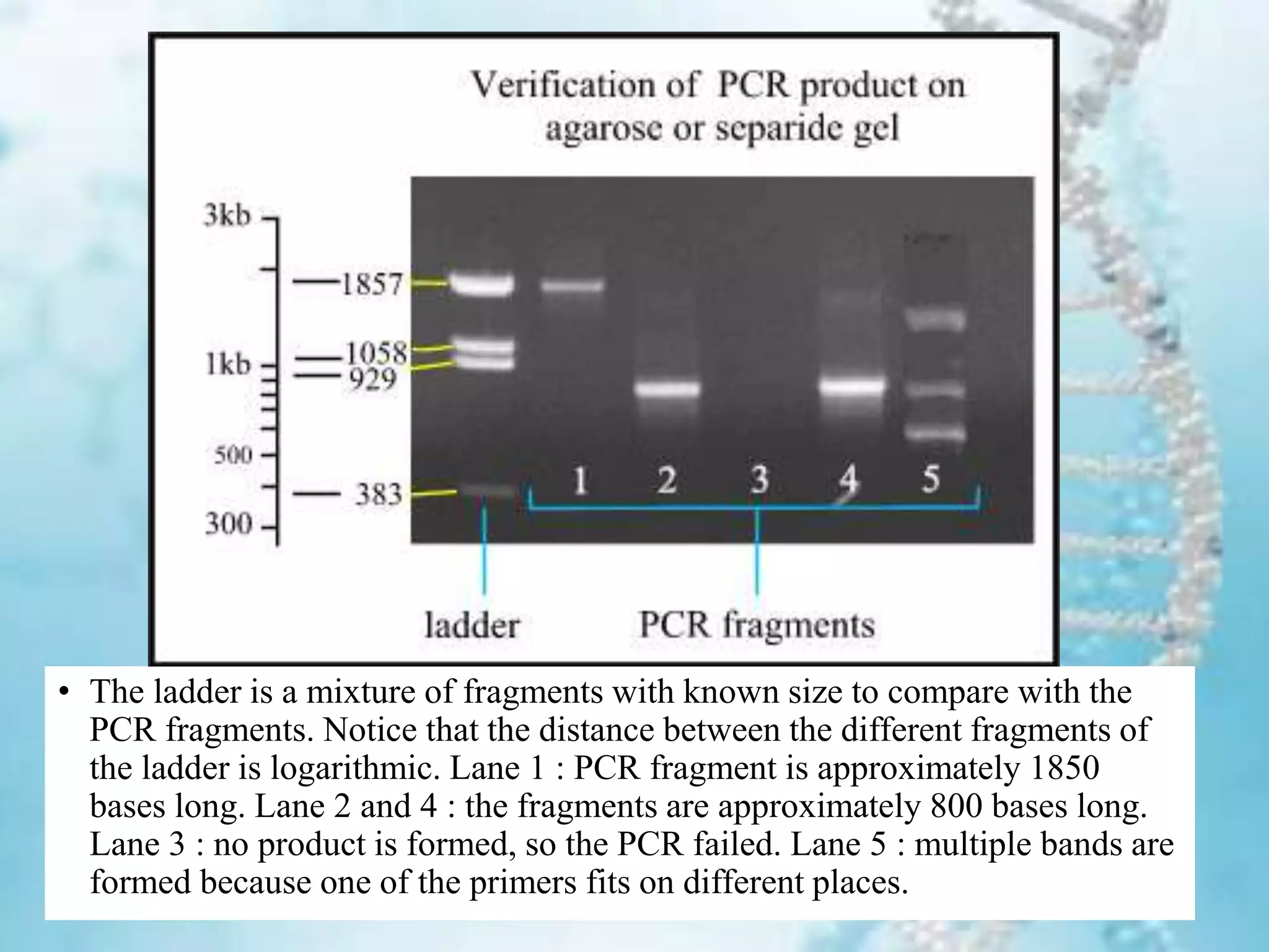 Polymerase Chain Reaction,RT-PCR and FISH | PPTX | Biological Sciences ...