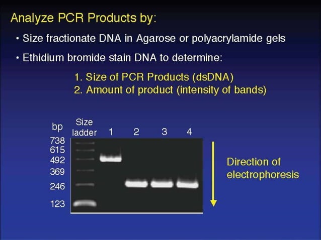 Polymerase Chain Reaction,RT-PCR and FISH | PPTX | Biological Sciences ...