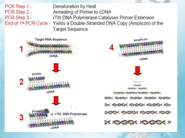 Polymerase Chain Reaction,RT-PCR and FISH | PPTX | Biological Sciences ...