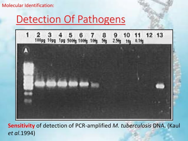 Polymerase Chain Reaction,RT-PCR and FISH | PPTX | Biological Sciences ...