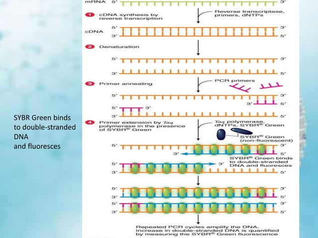 Polymerase Chain Reaction,RT-PCR and FISH | PPT