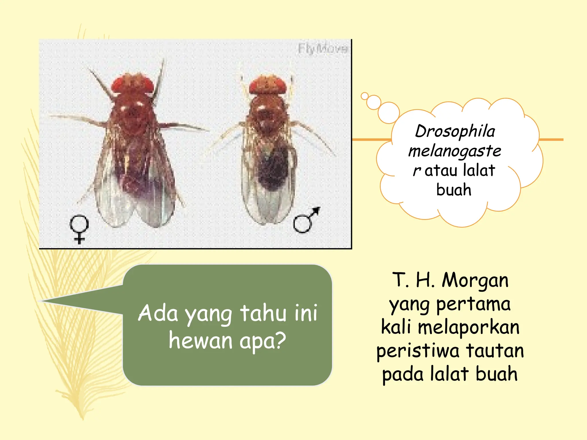 tautan gen-Tautan gen (atau linkage dalam bahasa Inggris).pptx