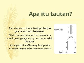 tautan gen-Tautan gen (atau linkage dalam bahasa Inggris).pptx