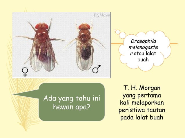 tautan gen-Tautan gen (atau linkage dalam bahasa Inggris).pptx