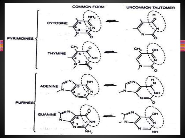 Tautomers | PPTX | Chemistry | Science