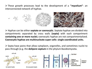 Tawqir Bashir (Lecture 10)_MB.pdf