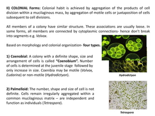 Tawqir Bashir (Lecture 11)_MB.pdf