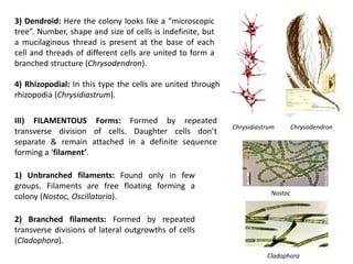 Tawqir Bashir (Lecture 11)_MB.pdf
