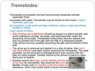 Taxonomic Collections: Parasites and Chordates | PPTX