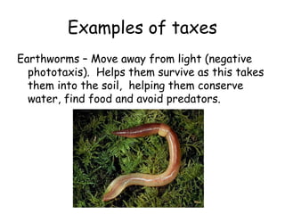 Taxes and kinesis | PPT