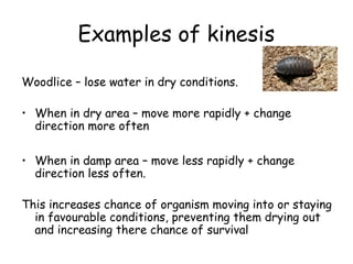 Taxes and kinesis | PPT