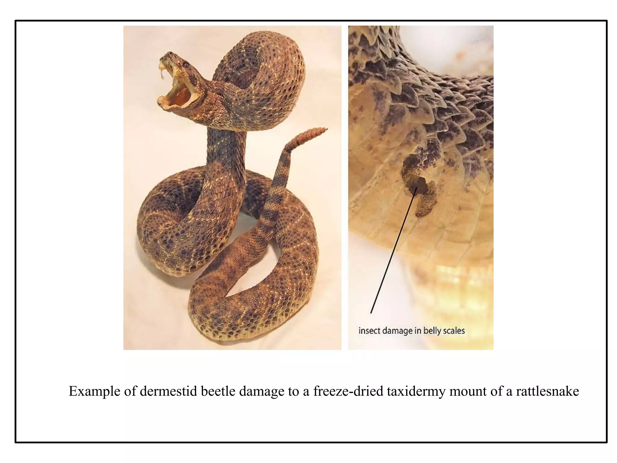 Taxidermy of Animals by Tahaa Saeed | PPTX