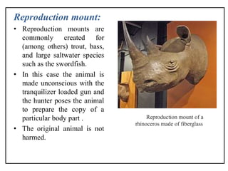 Taxidermy of Animals by Tahaa Saeed | PPTX