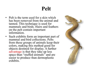Taxidermy methods and its preparation.pptx