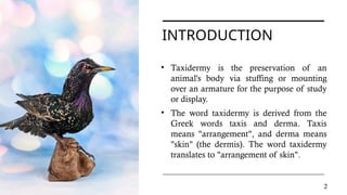 Taxidermy techniques for university students | PPTX