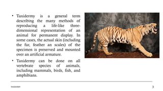Taxidermy techniques for university students | PPTX