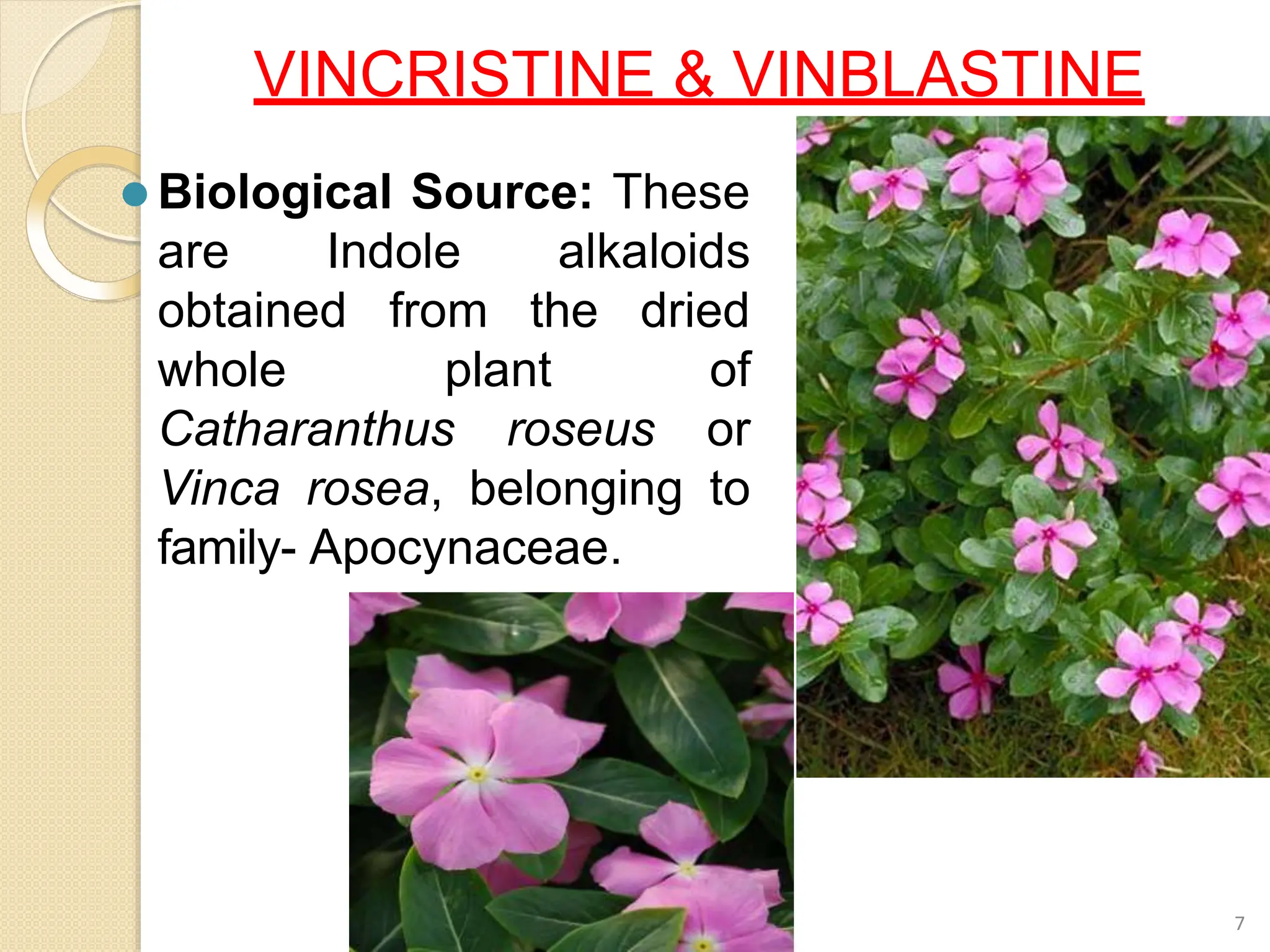 Taxol, Vincristine, Vinblastine.pptx pharmacognosy | PPTX