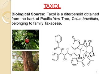 Taxol, Vincristine, Vinblastine.pptx pharmacognosy | PPTX