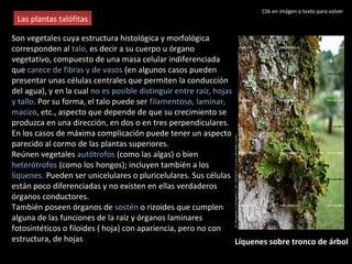 Taxonomia vegetal | PPS
