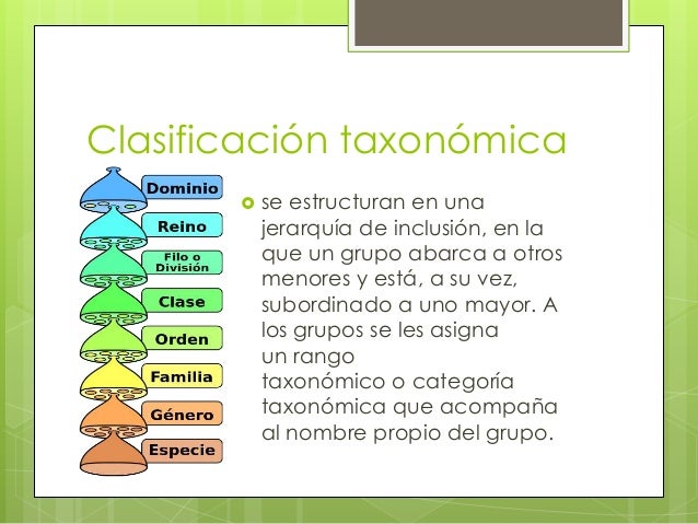 Taxonomia Definicion