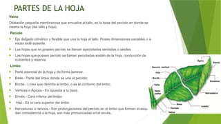 TAXONOMÍA DE LAS PLANTAS, CLASIFICACIÓN POR HOJAS.pptx