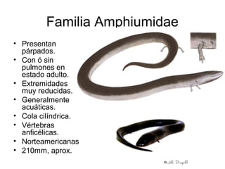 Taxonomía general de anfibios | PPT