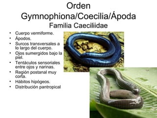 Taxonomía general de anfibios | PPT