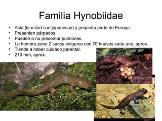 Taxonomía general de anfibios | PPT
