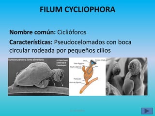 Taxonomía y características de los organismos del reino animal | PPTX