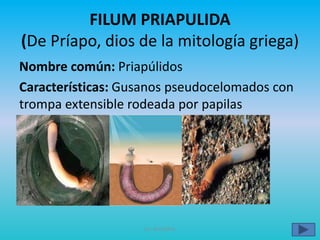 Taxonomía y características de los organismos del reino animal | PPTX