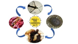 Taxonomía y morfología Carmenta v.1 (2).pdf