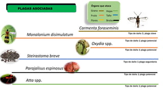 Taxonomía y morfología Carmenta v.1 (2).pdf