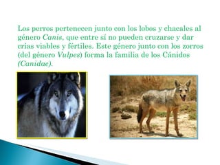 Taxonomia | PPT