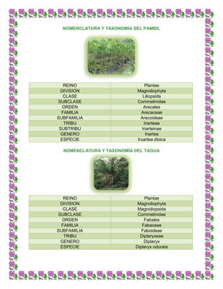 Taxonomia | DOCX